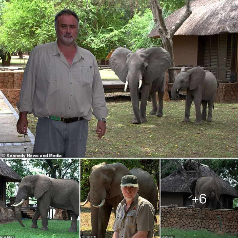 Adventurous Elephant Scales Wall For Sweet Surprise