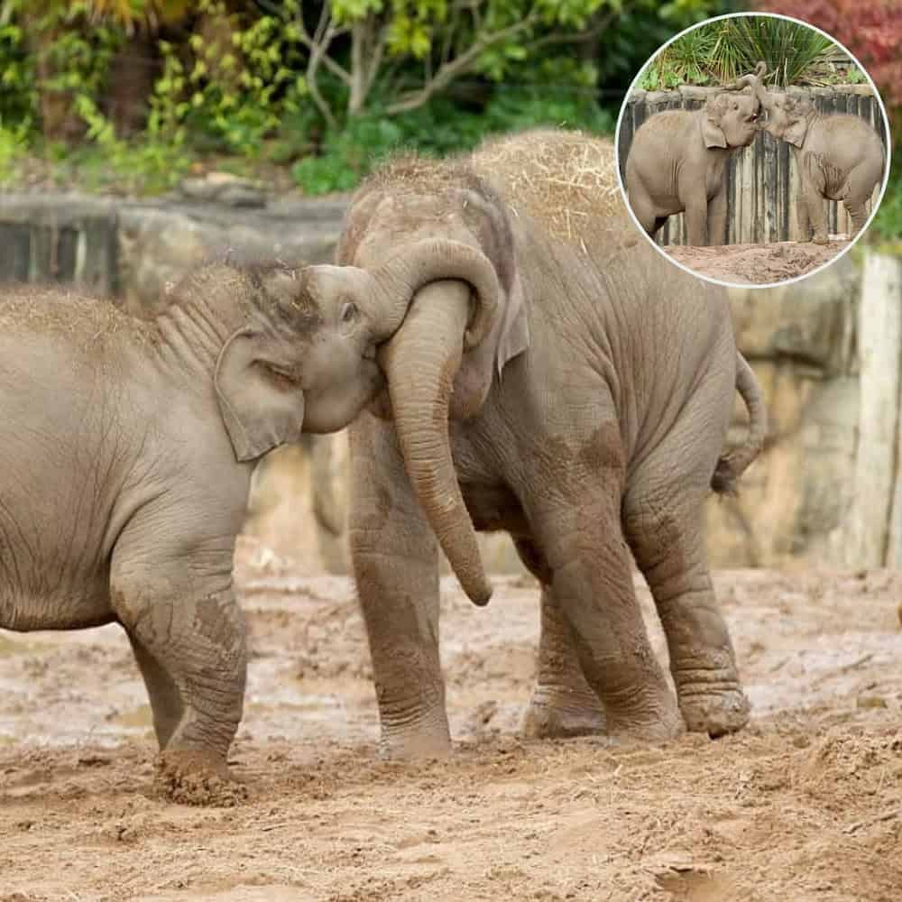 Baby Elephants Delight Visitors with Muddy Playtime at Chester Zoo