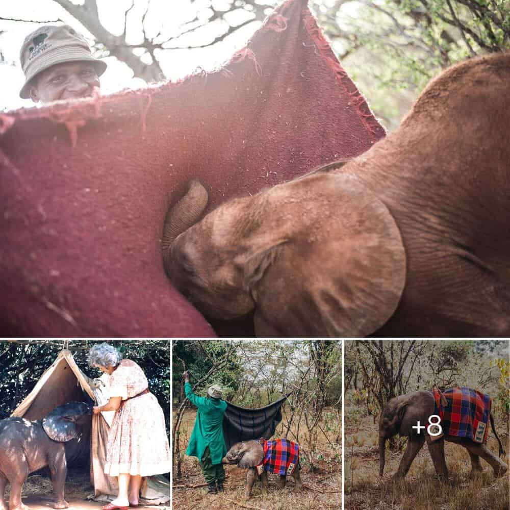 Colorful Blankets: A Heartwarming Embrace for Orphaned Elephants