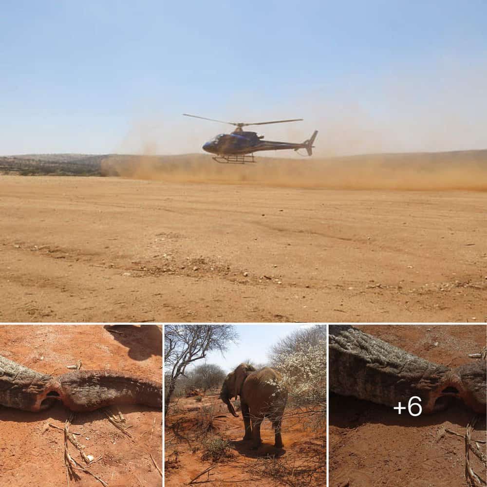 Compassionate Intervention: Elephant with Unusual Trunk Deformity ...