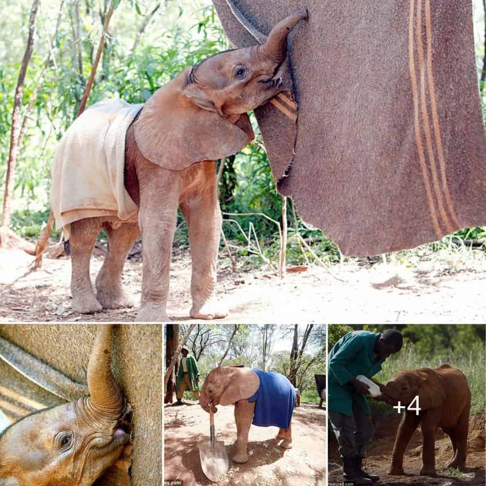 Crafting Comfort: Transforming Blankets into Surrogate Mothers for ...