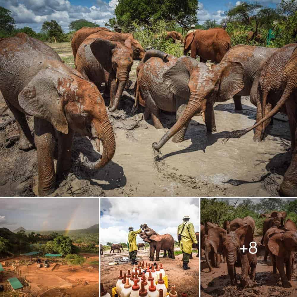 Elephant Trio's Thrilling Transition: A Journey to Freedom in Tsavo