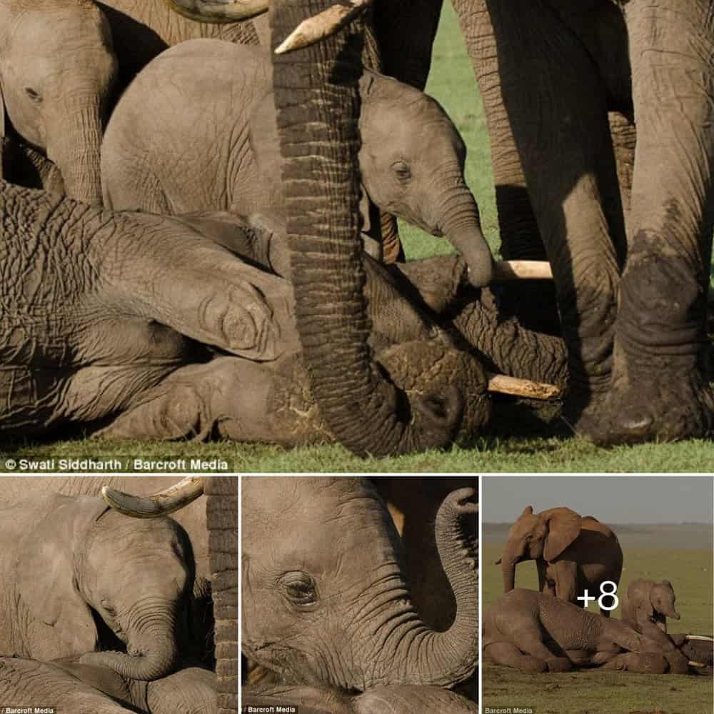 Heartbreaking Ordeal: Rescued Baby Elephant Overcomes Tragedy of Mother ...