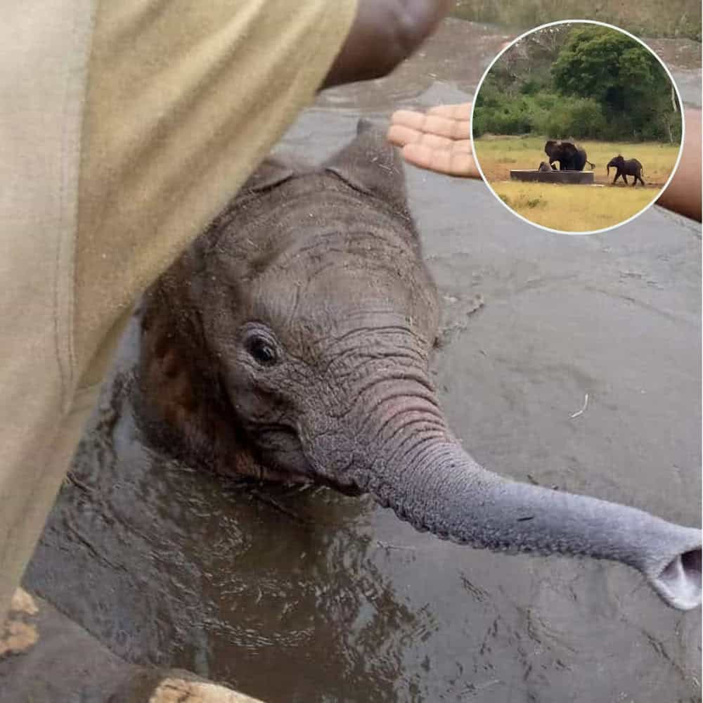 Heartwarming Reunion: Orphaned Elephant Calf Finds Family in Arabuko ...