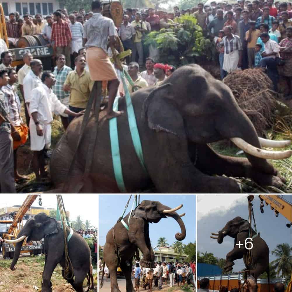 Race Against Time: Daring Rescue Operation Saves 6-Ton Elephant in Kerala