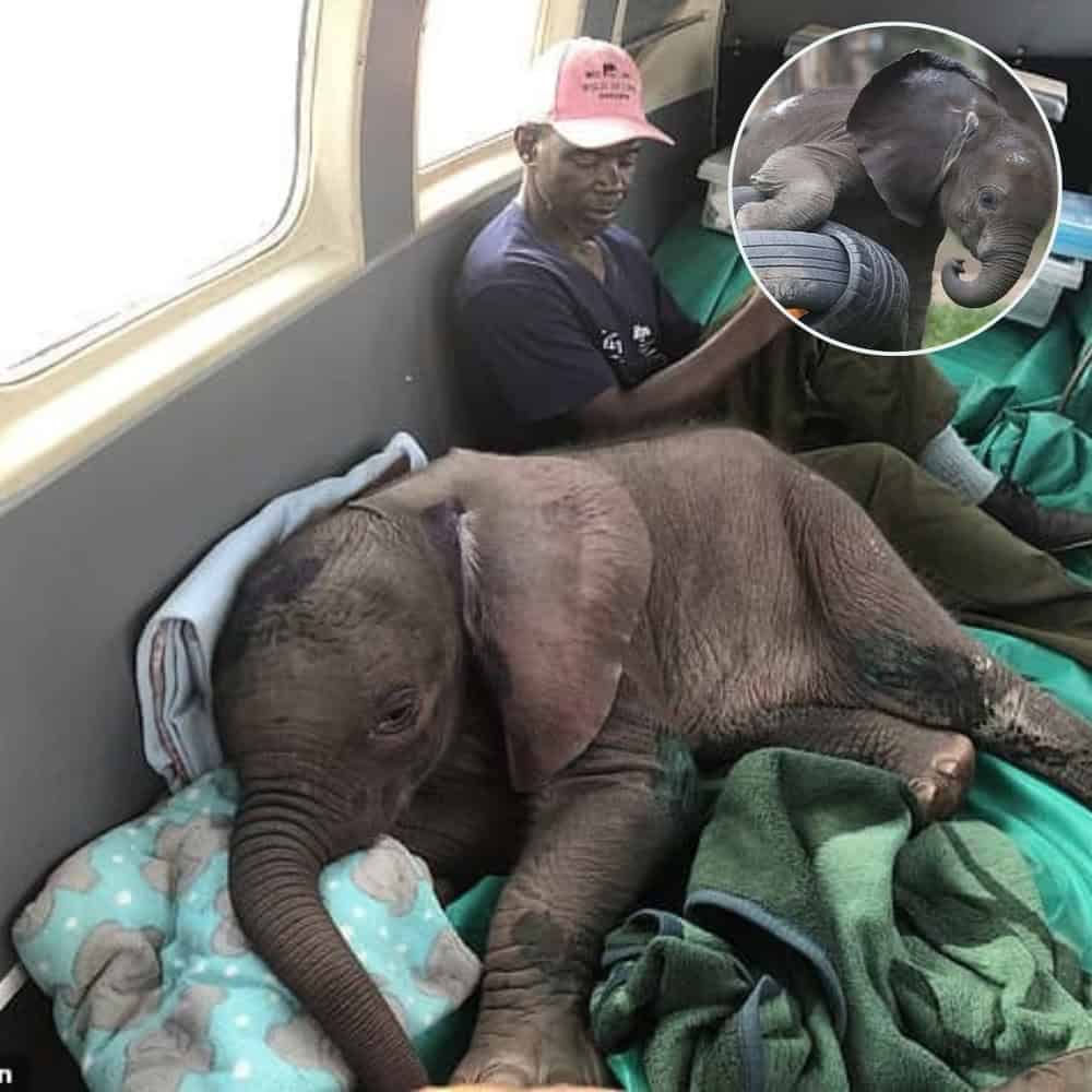 Two Baby Elephants Thrive After Dramatic Rescues in Zimbabwe
