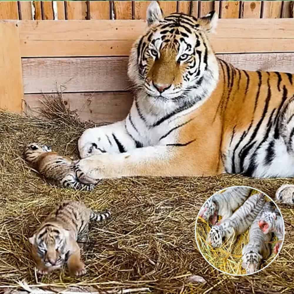 [Video] Tragic Turn: Rare White Tiger Cubs Born in Traveling Zoo Pass Away Unexpectedly