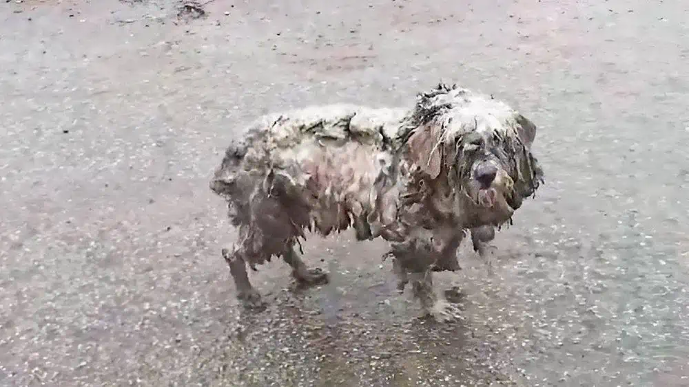 Heartbreaking Video: Abandoned Dogs Left Drenched, Limping, and Hungry ...