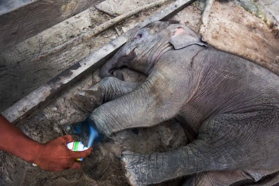 Heartwarming Elephant Rescue: A Triumph of Compassion