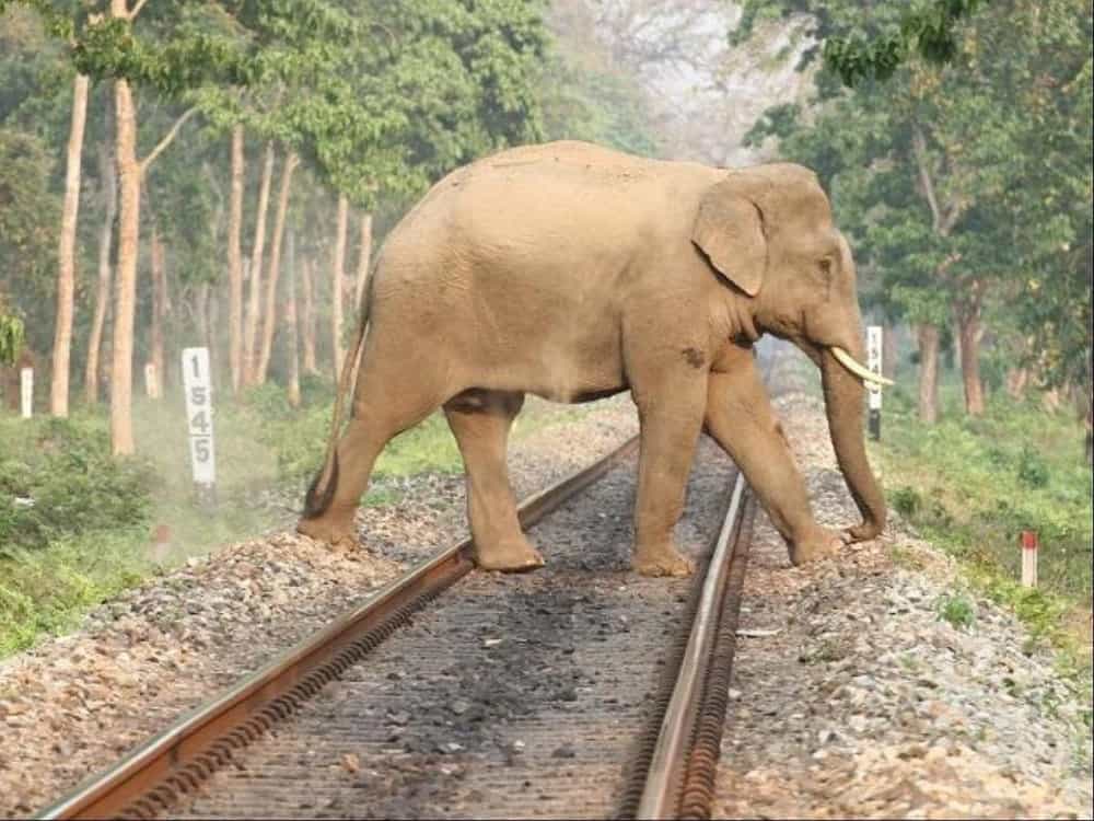 Community Unites to Rescue Stranded Elephant on Railway Track