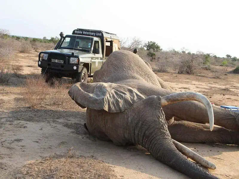 Rescuing Majestic Giants: DSWT's Swift Response to Save Elephant with ...