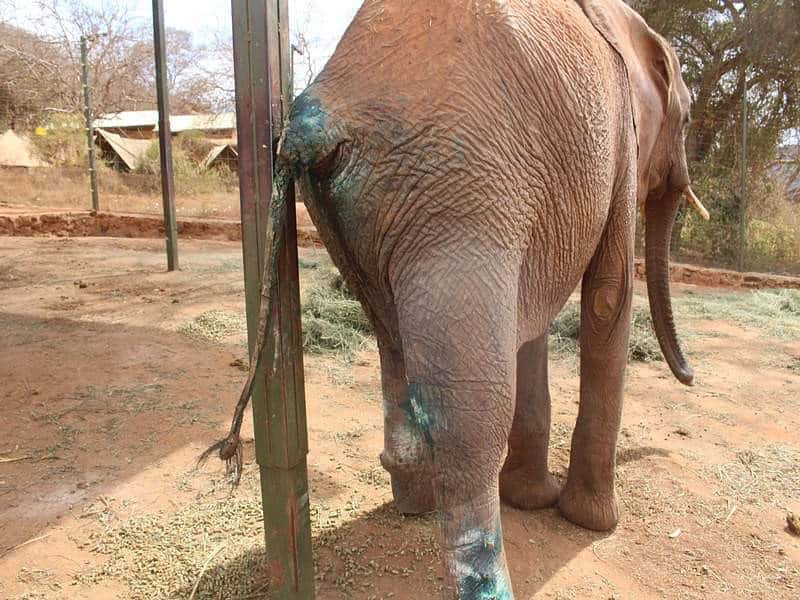 Dramatic Rescue: David Sheldrick Wildlife Trust Saves Injured Elephant ...
