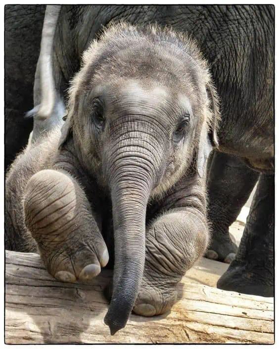 Radiant Resilience: The Heartwarming Tale of an Elephant Calf Spreading ...