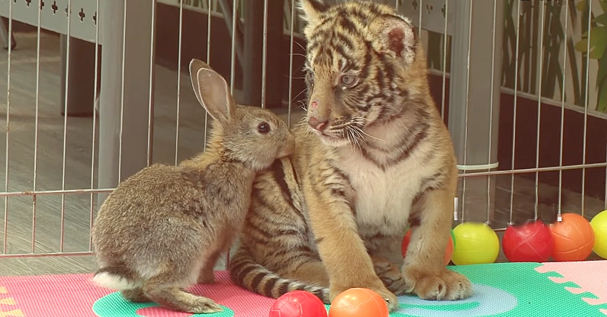 The Unlikely Friendship of Simba the Tiger Cub and Thumper the Rabbit
