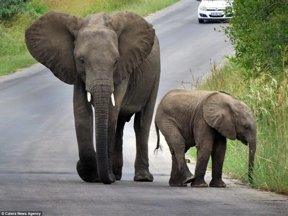 Adorable Baby Elephant's Hilarious Moments in Kruger National Park