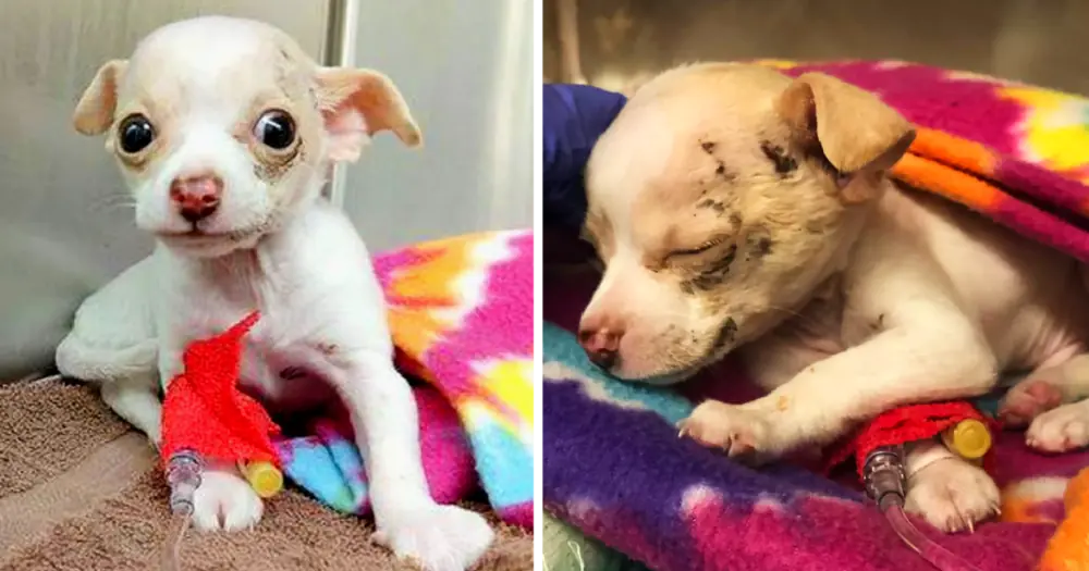 Brave Pup's Remarkable Journey: Surviving Adversity With Courage