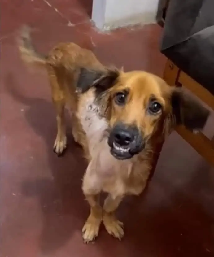 Triumph of Courage: Witness the Incredible Journey of a Starving Dog ...