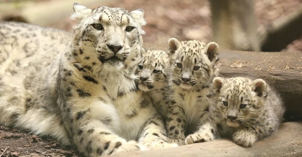 Discover the Playful Antics of Snow Leopards at a Japanese Zoo