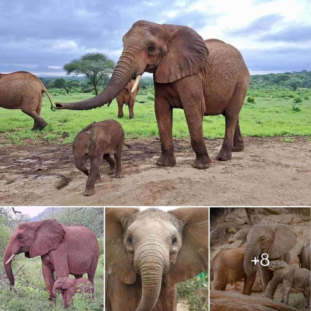 A Miracle Unfolds: Nia's Heartwarming Journey With Baby Nara
