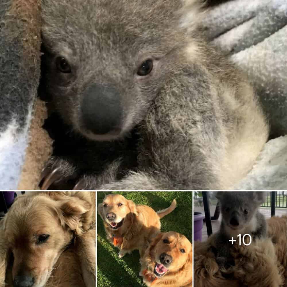 Heartwarming Story: Golden Retriever Rescues Baby Koala, Forms Unlikely ...