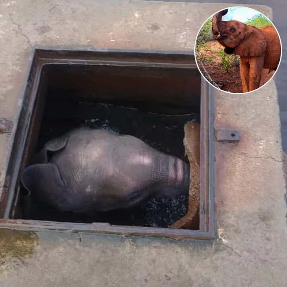 The Remarkable Journey of Natibu: A Tale of Resilience and Friendship