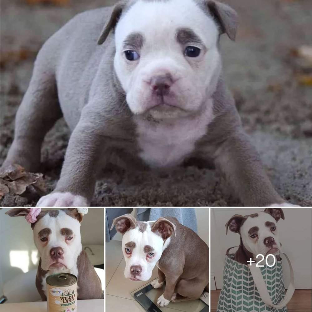 Unveiling the Charismatic 'Madame Eyebrows' – The Dog with a Perpetual ...