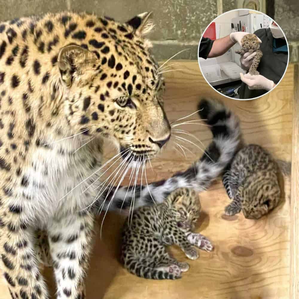 [Video] Saint Louis Zoo Welcomes Two Critically Endangered Amur Leopard ...