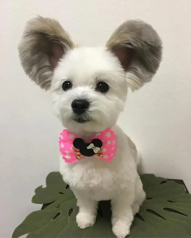Meet Goma: The Irresistible Dog With Mickey Mouse Ears Taking The ...