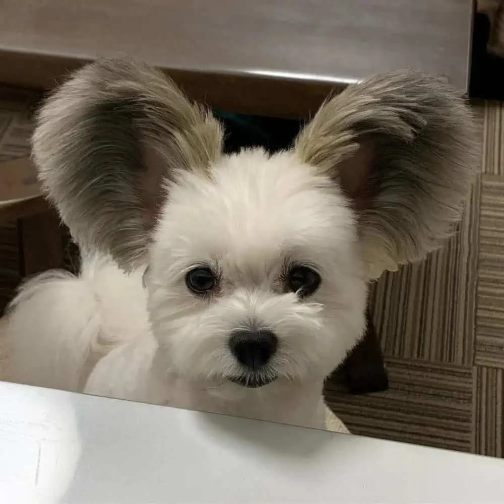 Meet Goma: The Irresistible Dog With Mickey Mouse Ears Taking The ...