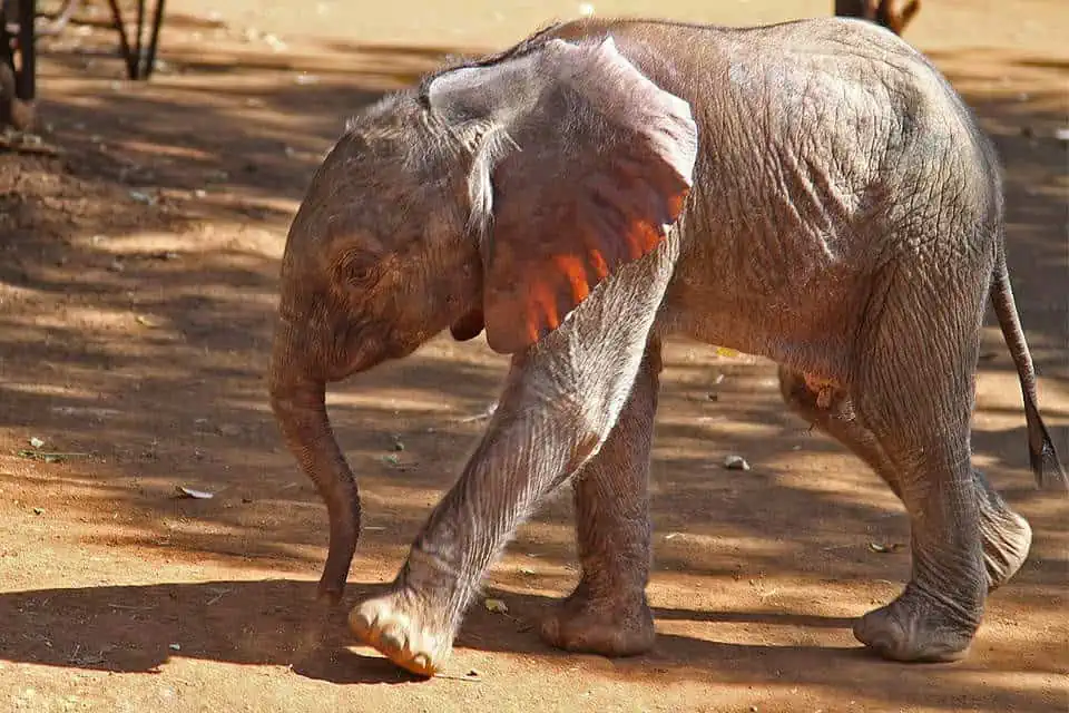 The Remarkable Journey of Kamok: Africa's Playful Pachyderm