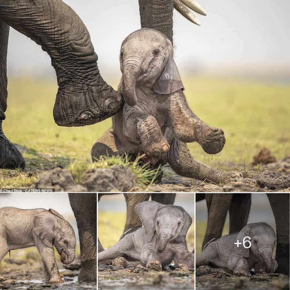 A Mother's Loving Guidance: Baby Elephant's First Steps into the ...