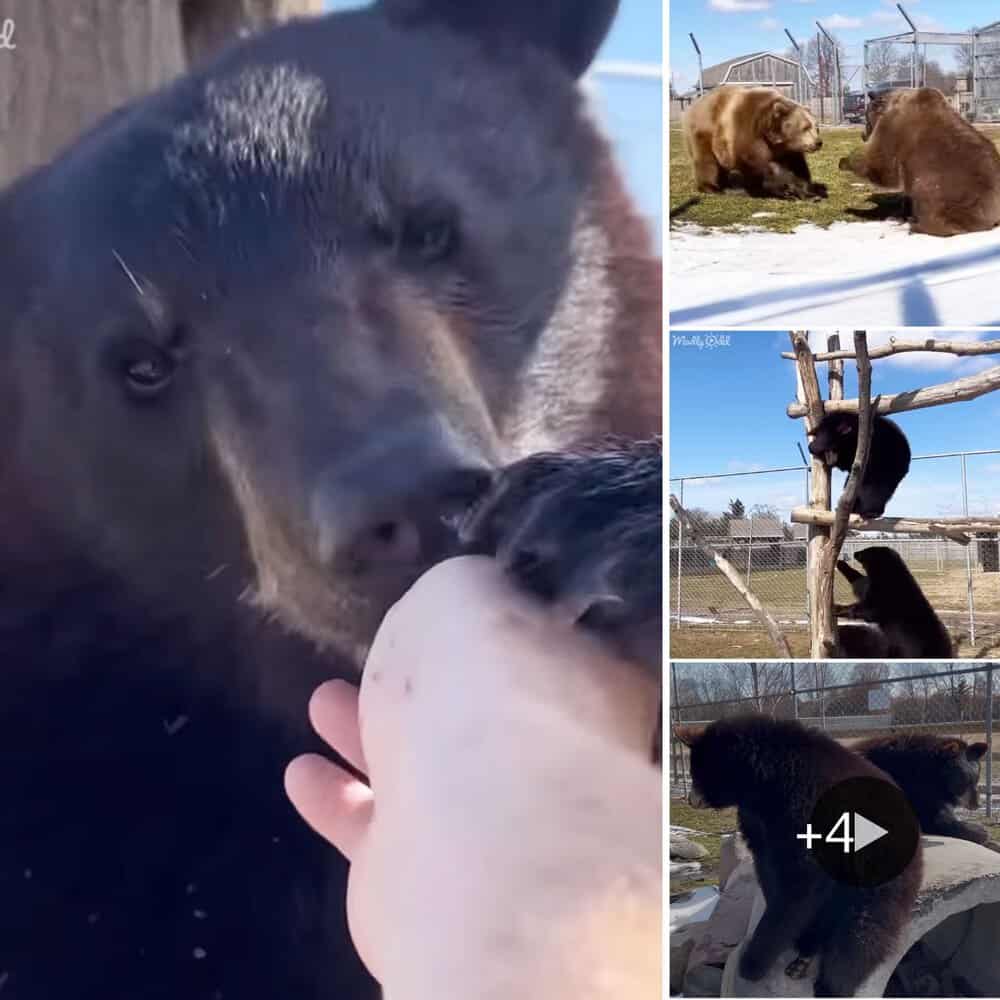 Bears Emerge From Hibernation At Sanctuary: Heartwarming Video Shows Playful Antics