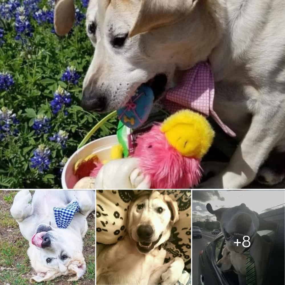 From Rejection to Redemption: The Inspiring Journey of Beaux Tox, the ...