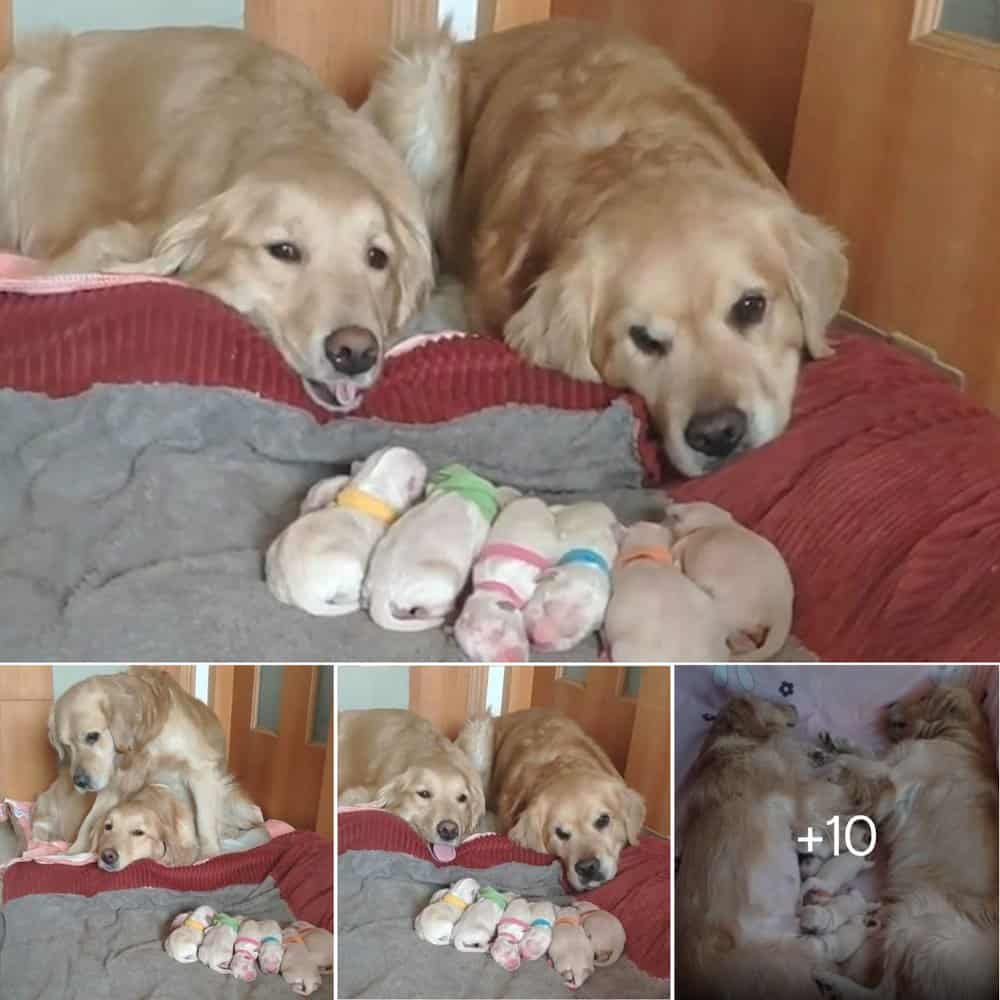 Golden Retriever Parents Care for Their Adorable 7 Newborn Puppies