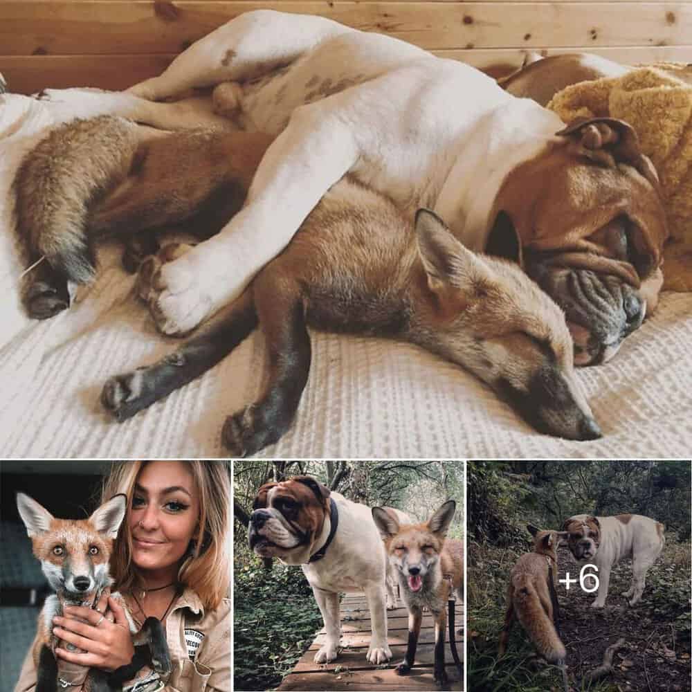 Heartwarming Tale: Rescued Fox and Bulldog Forge Unlikely Friendship
