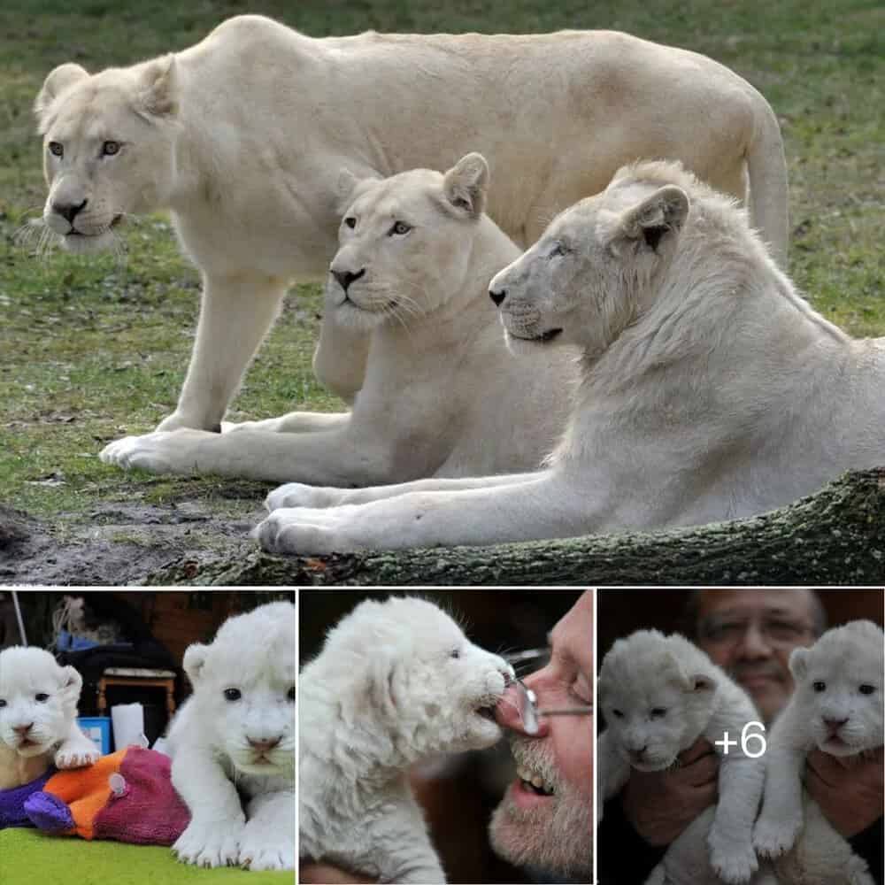 Lion Cubs