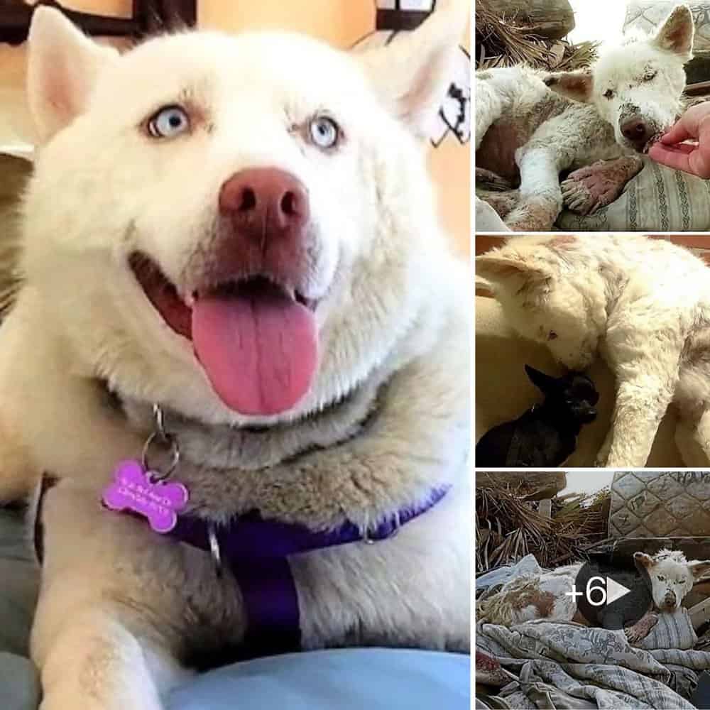 Rescued: Homeless Husky's Incredible Transformation After Years in a ...