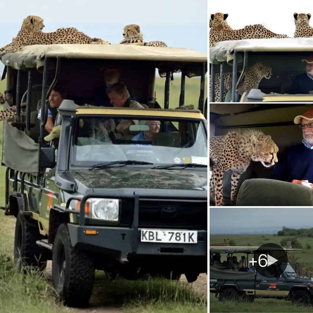 Thrilling Encounter: Tourist Faces Off with Wild Cheetah in Safari Vehicle!
