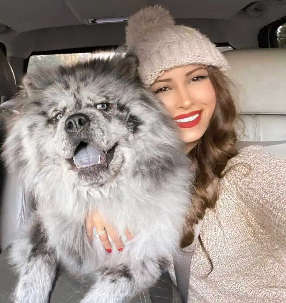 Meet Chief, the Oreo Cloud: A Fluffy Dog That's Taking the Internet by ...