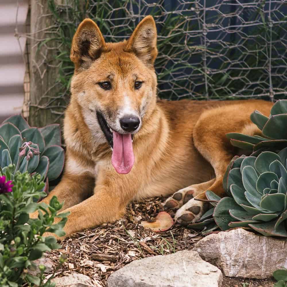 Meet Wandi: The Adorable Stray Puppy Who's Actually a Rare Australian ...