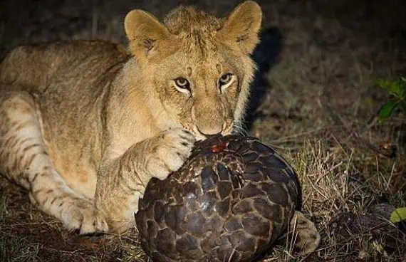 Lions Face Off Against Nature's Armor: The Incredible Defense of the ...
