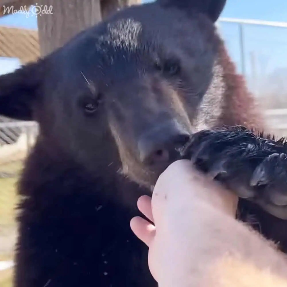 Video Bears Emerge from Hibernation at Sanctuary: Heartwarming Video Shows Playful Antics