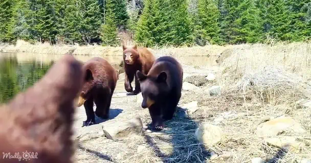 Adorable Bear Family Takes Over Trail Cameras, Delivering Delightful ...