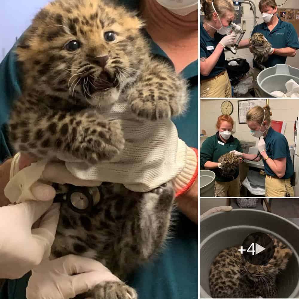 Adorable Baby Leopard Cubs Captivate in Heartwarming Video at St. Louis Zoo