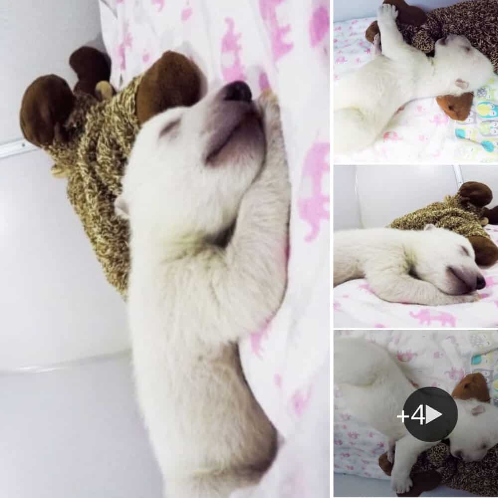 Adorable Baby Polar Bear At Columbus Zoo Sleeps With Teddy Bear ...