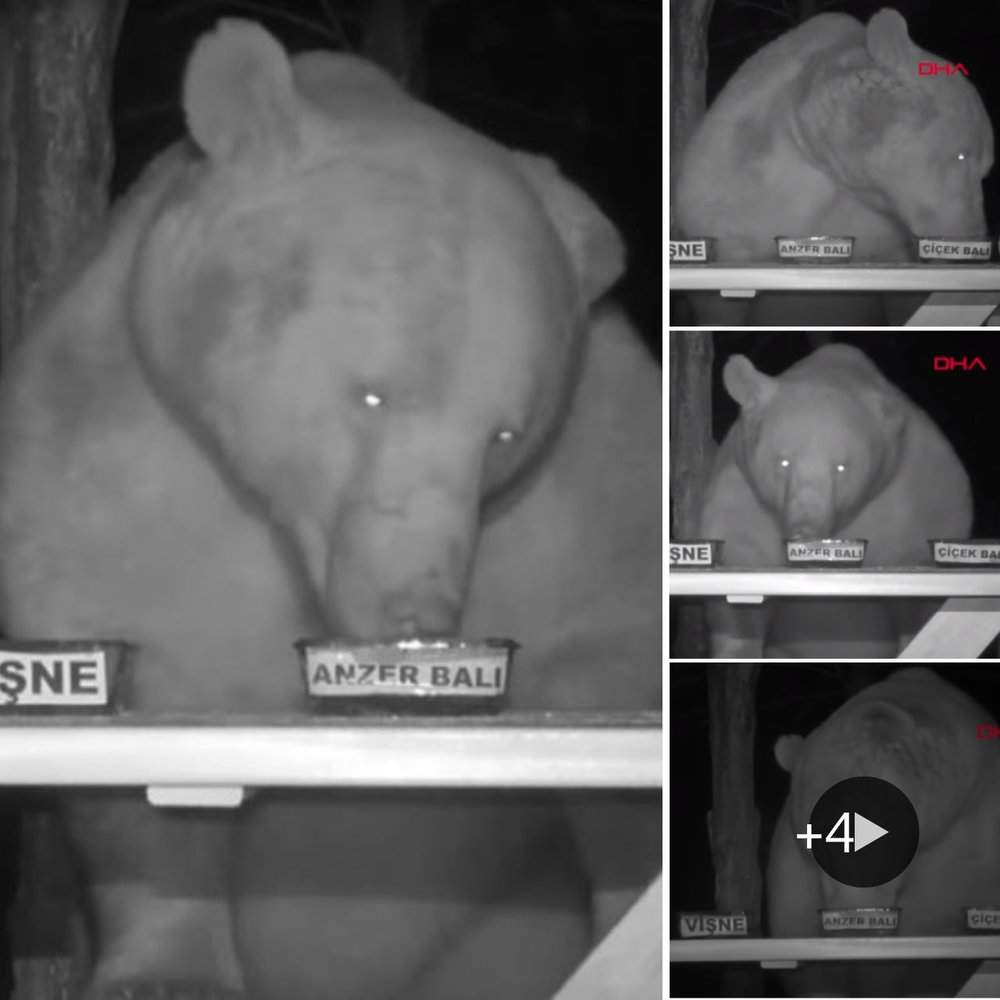 Bears Help Turkish Man Determine the Best Honey | Daily BB News