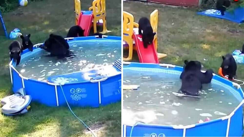 Bears Take Over Backyard Pool for a Splashy Playdate