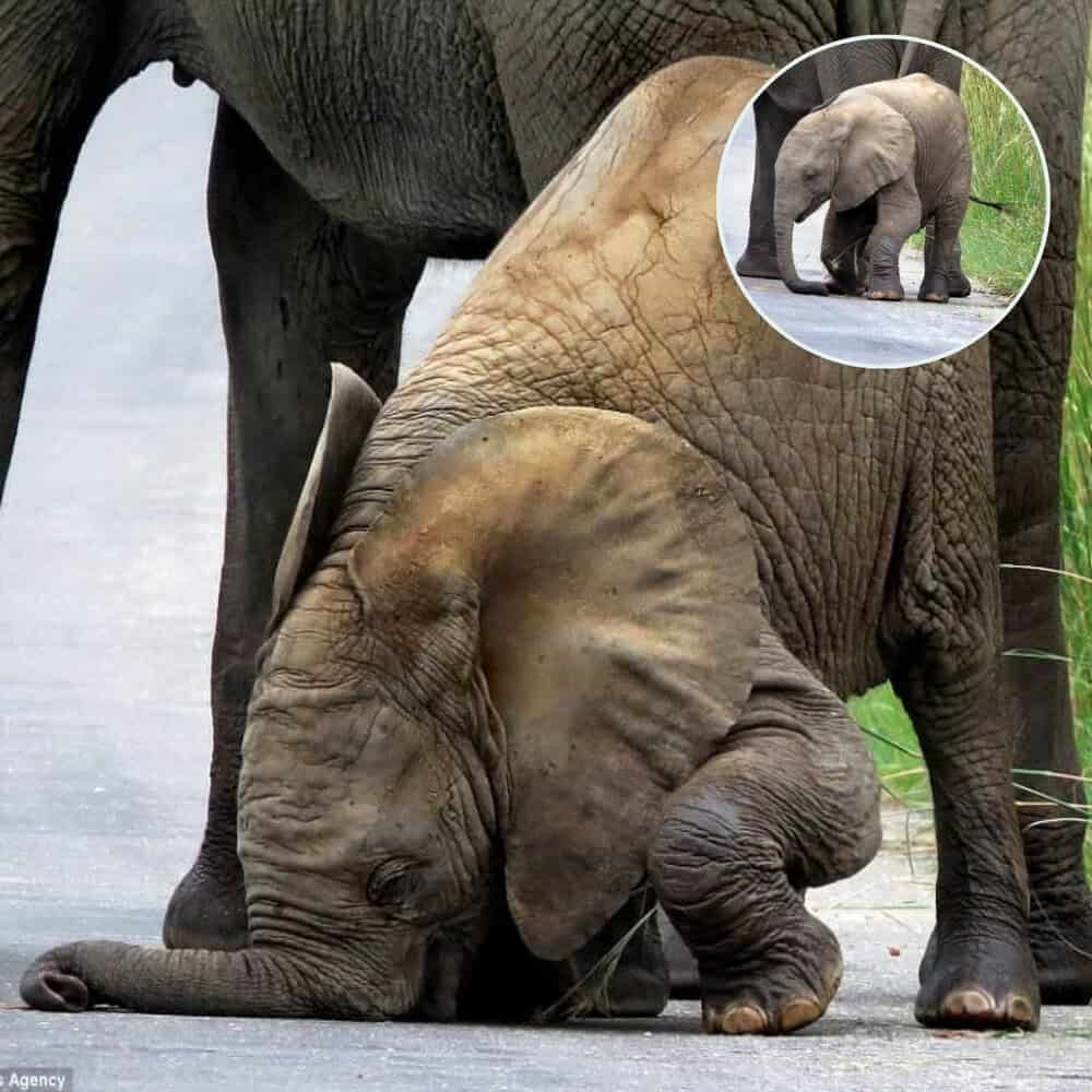 Clumsy Baby Elephant’s Adorable Tumble While Learning to Walk Captured ...
