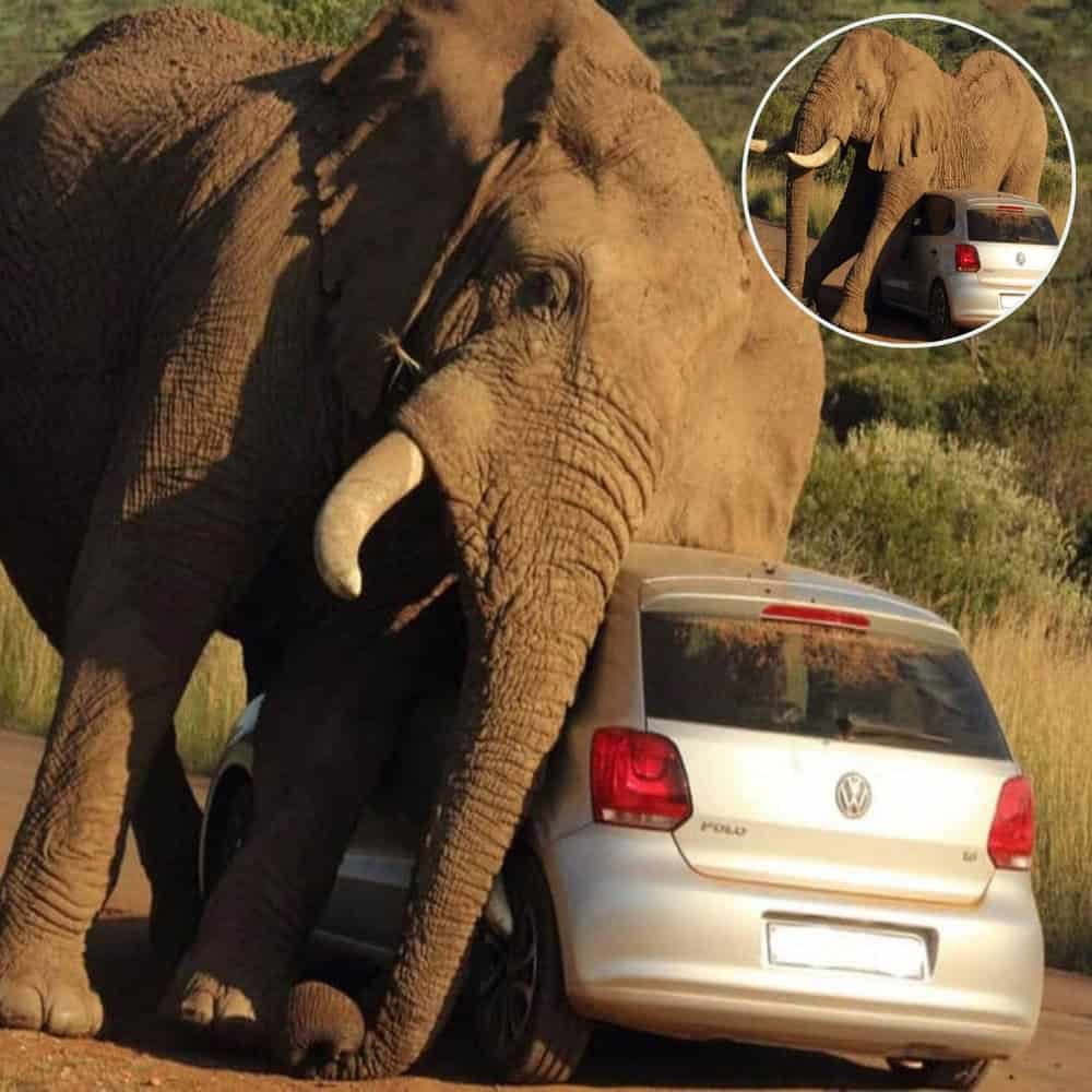 Essential Safety Tips for Vehicle Encounters with Agitated Elephants