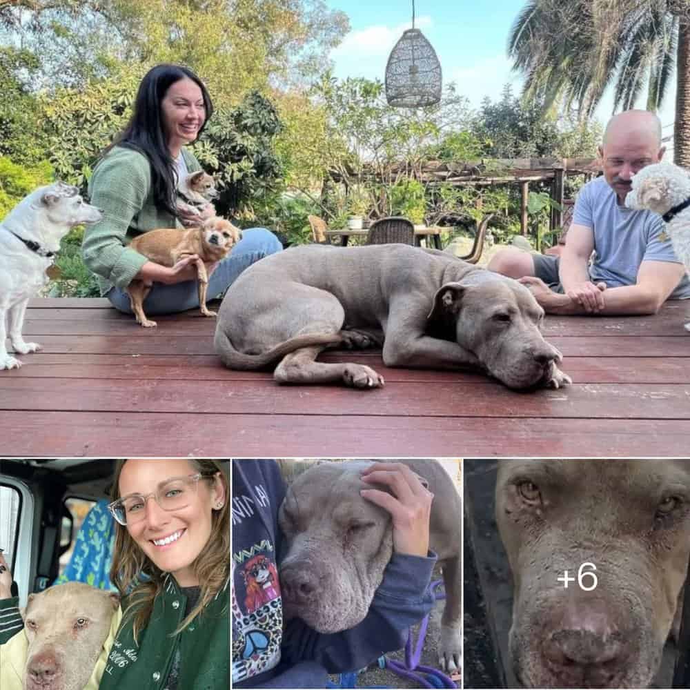 From Fear to Forever: Bruno's Heartwarming Journey to Love